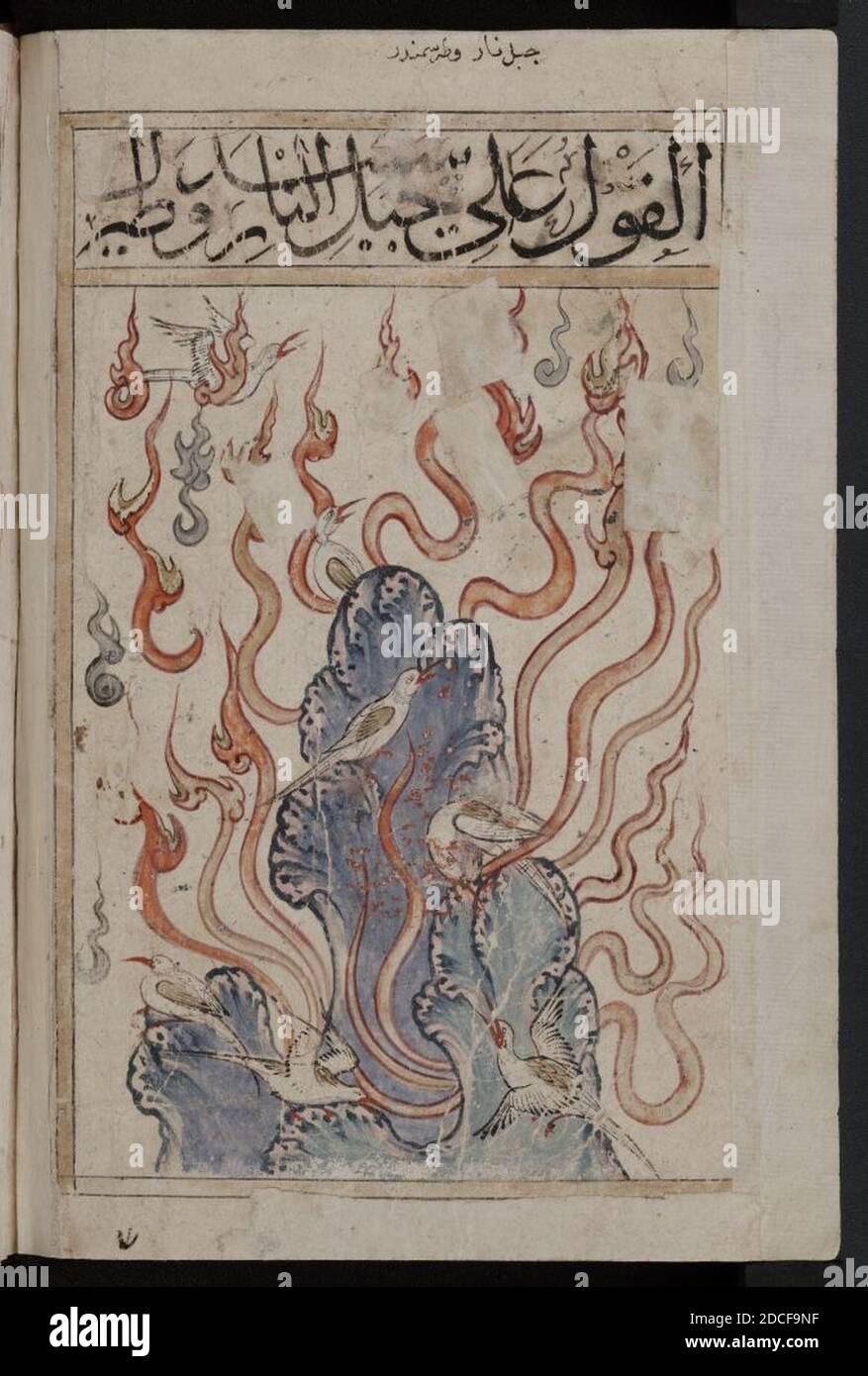 Snake like tree hi-res stock photography and images - Alamy