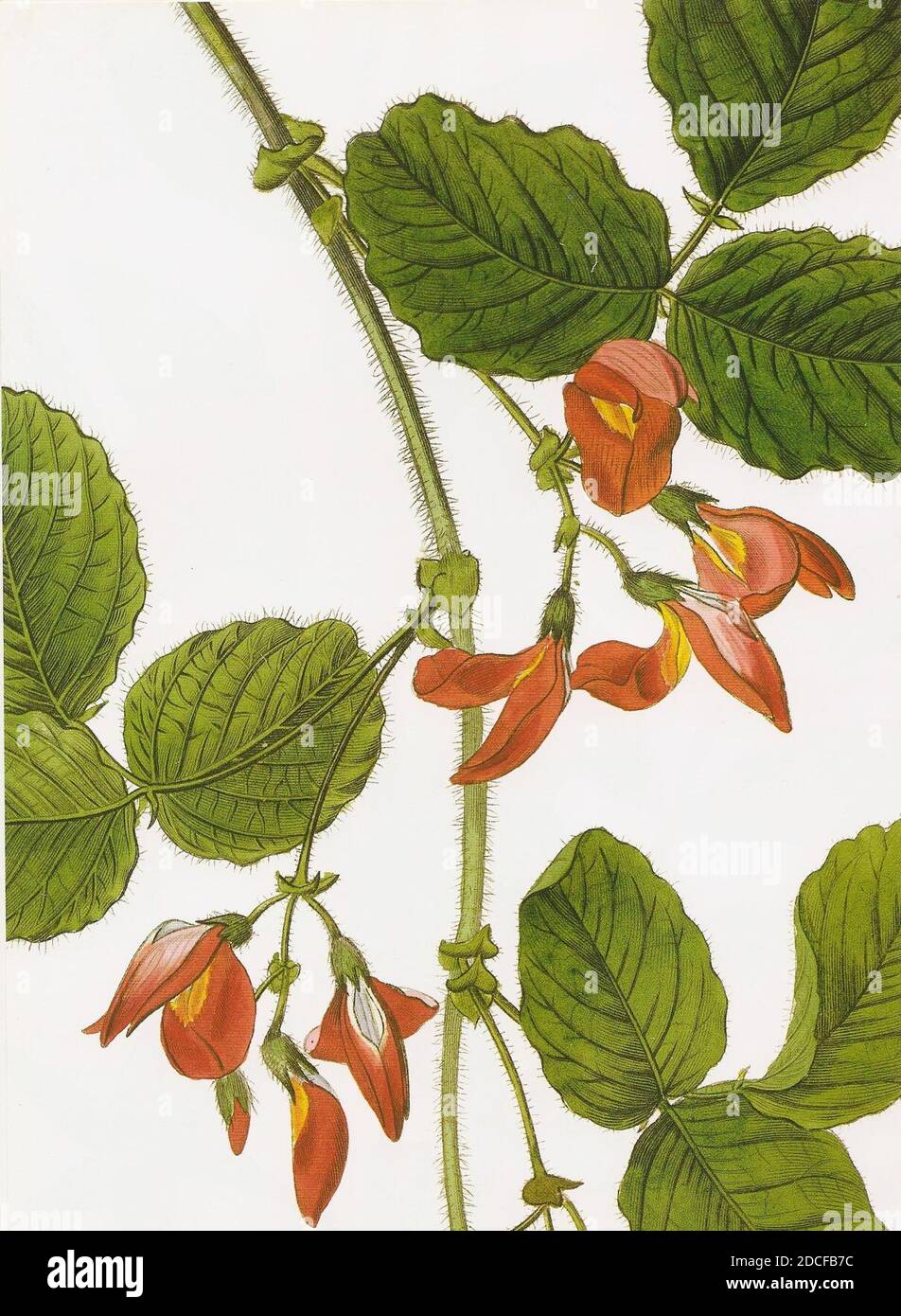 Kennedia prostrata RHS Stock Photo - Alamy