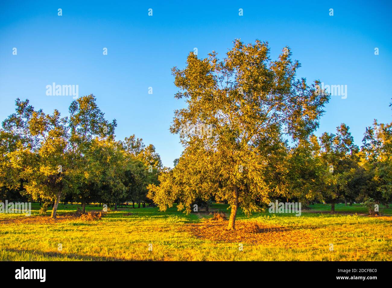 Rows of pecan trees on a Pecan Tree Orchard in the southern Fall Stock ...
