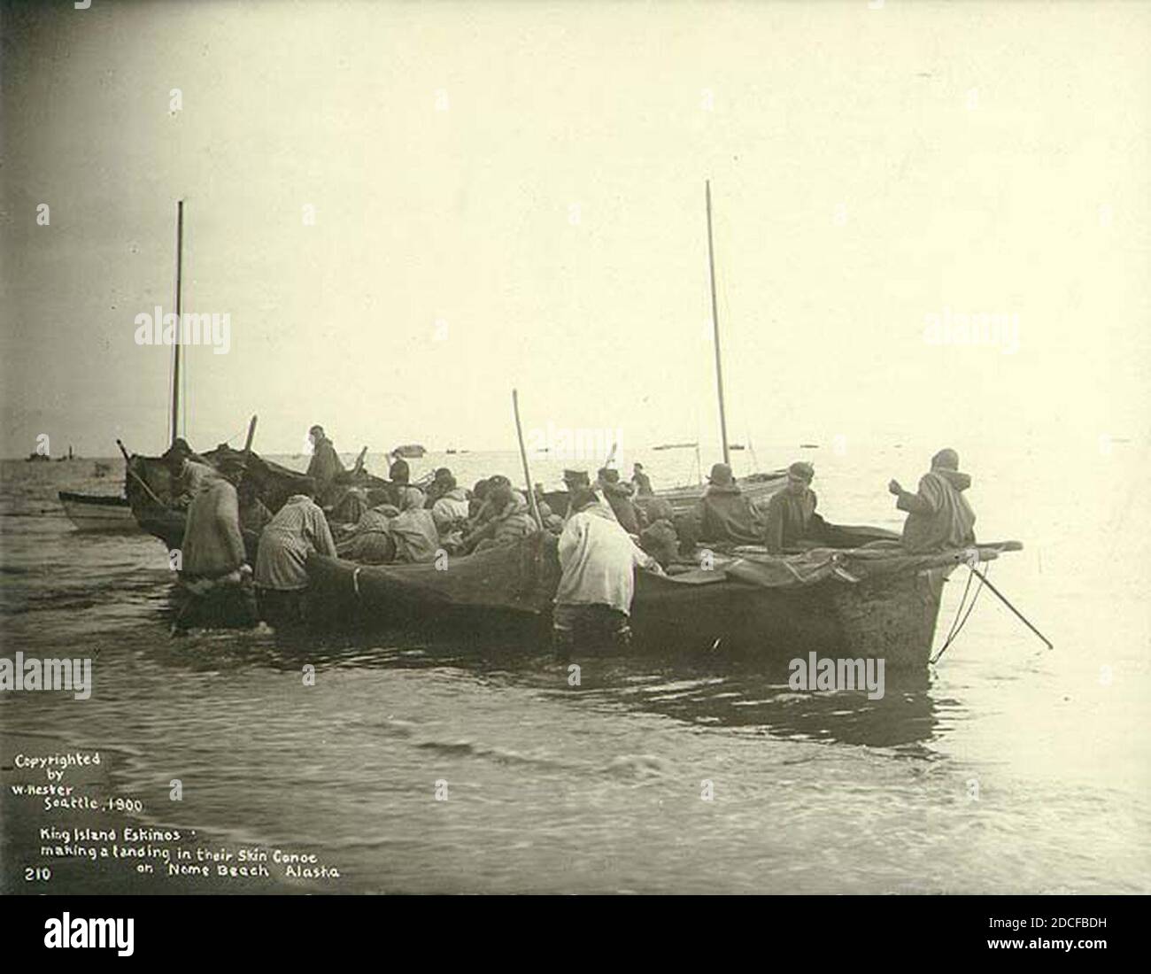 King Island Eskimos in the surf landing their umiak on the beach Nome ...