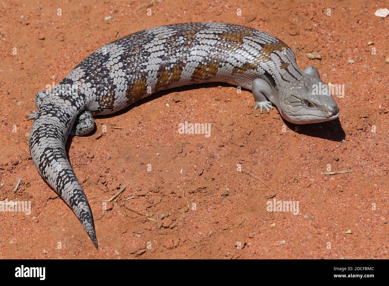 Eastern Blue-tongue Lizard on red soil Stock Photo - Alamy