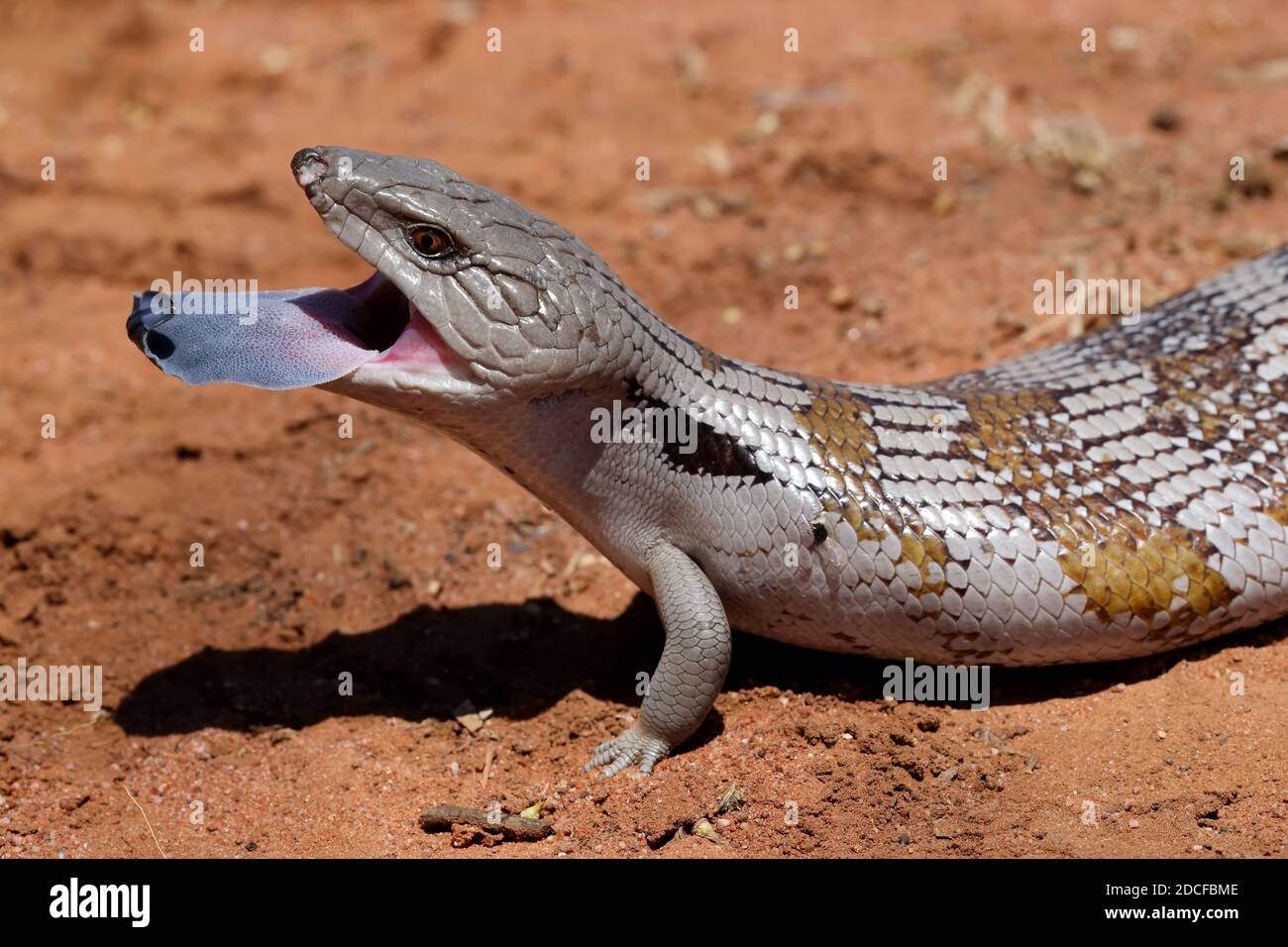 Eastern Blue-tongue Lizard flickering it's tongue Stock Photo - Alamy