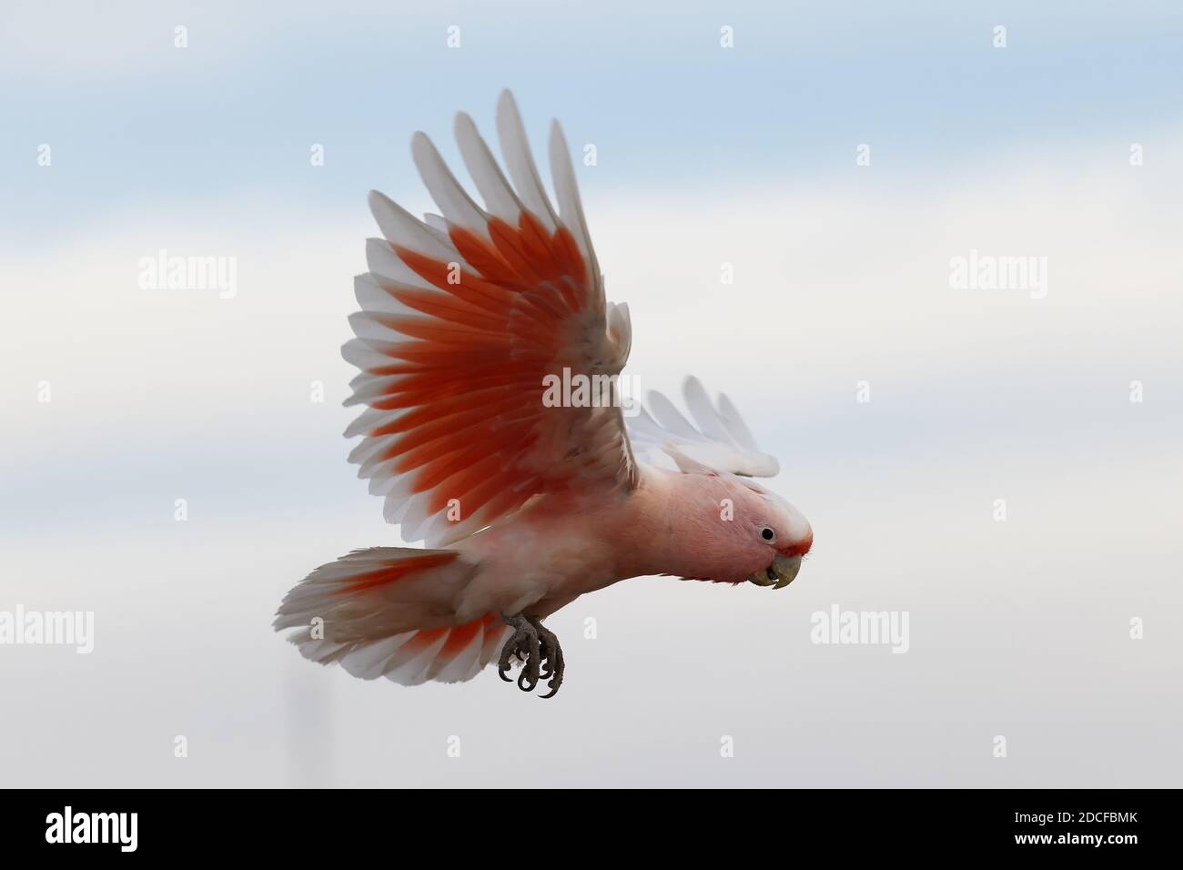 Australian Pink Cockatoo in flight Stock Photo - Alamy