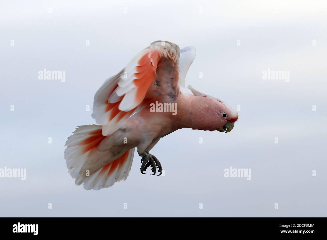 Australian Pink Cockatoo in flight Stock Photo - Alamy