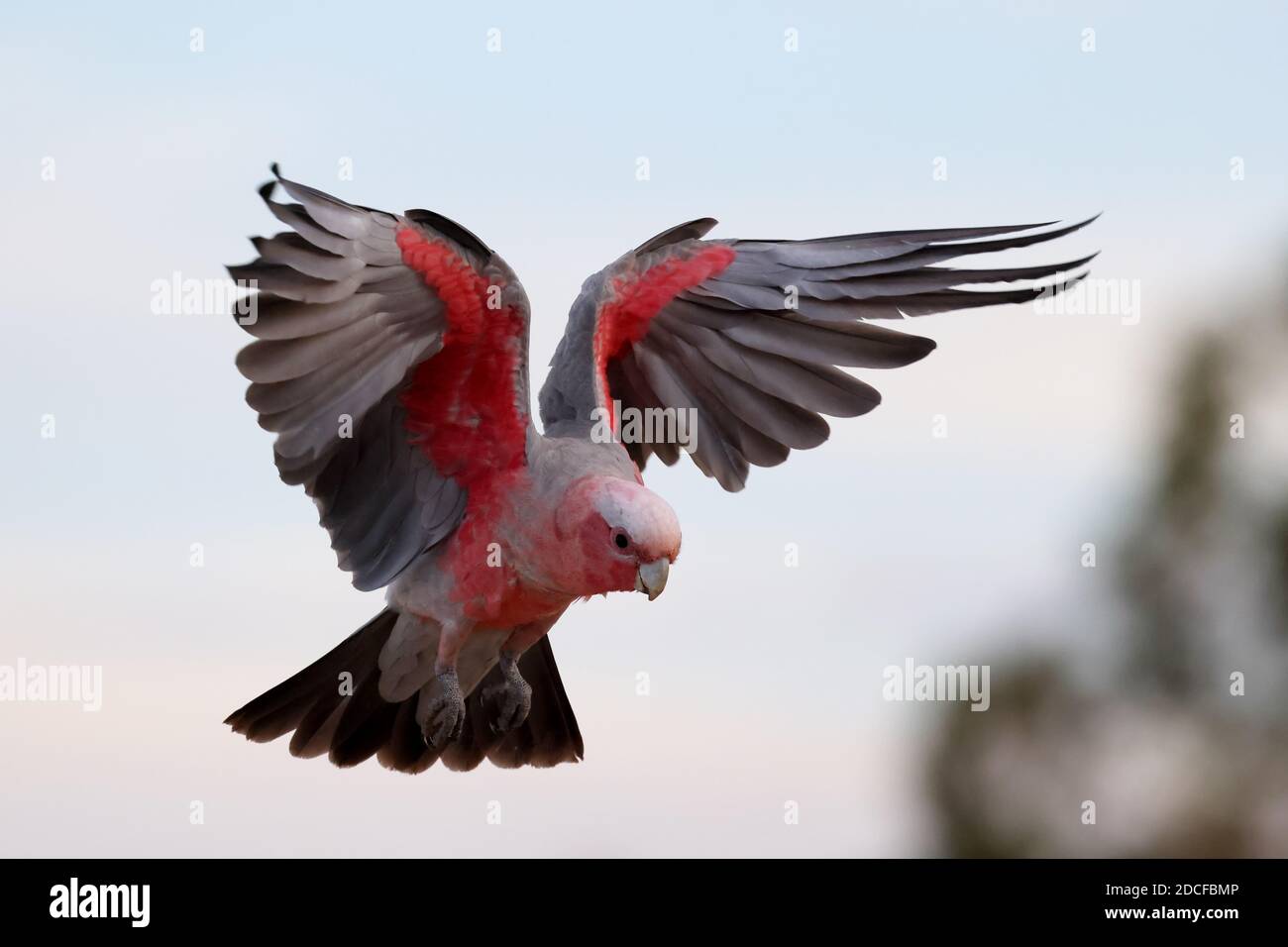 Galah Cockatoo Flying