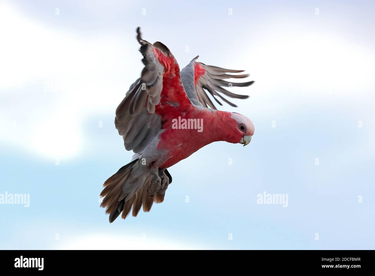 Pink & Grey Galah in flight Stock Photo - Alamy
