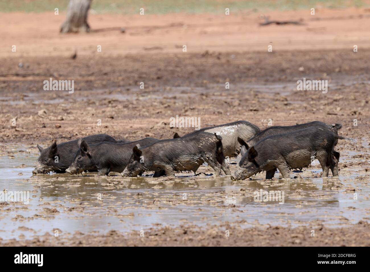 Feral pigs wallowing in mud pool Stock Photo - Alamy