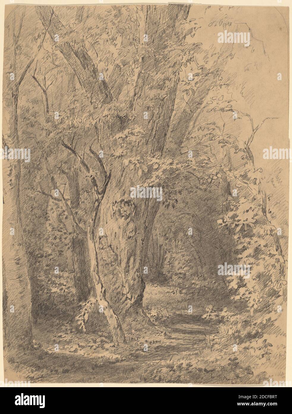 Walter Shirlaw, (artist), American, 1838 - 1909, Tree and Foliage ...