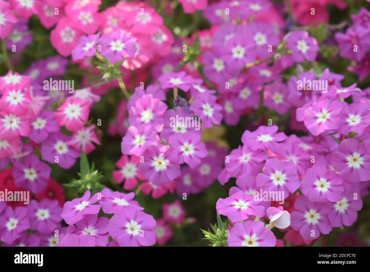 Alyssum flowers hi-res stock photography and images - Alamy