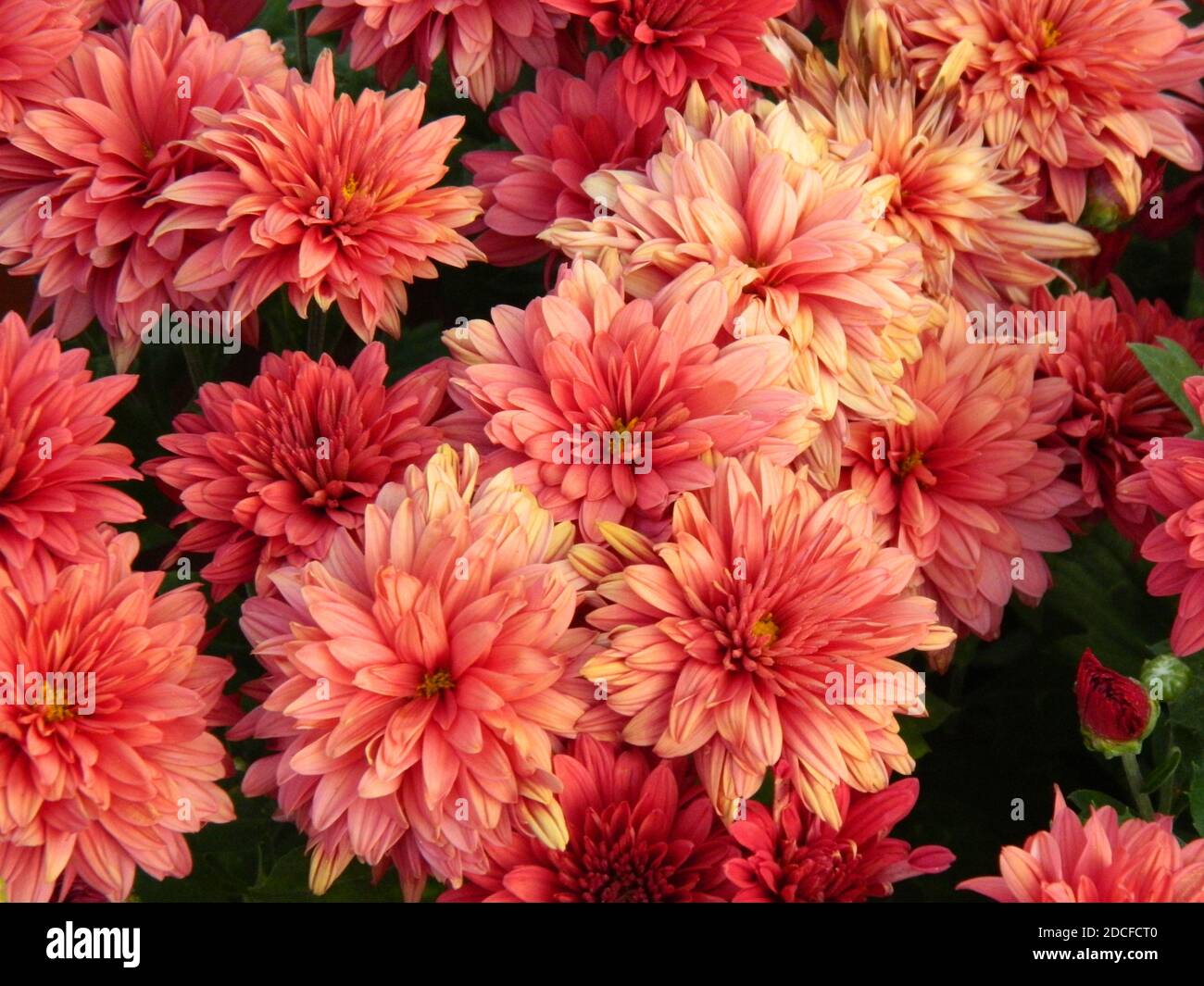 Dahlia photography hi-res stock photography and images - Alamy