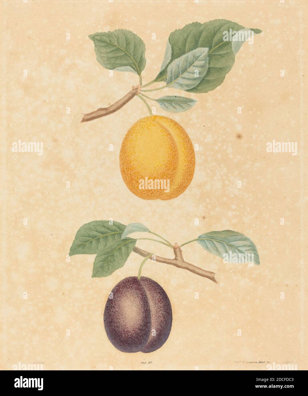 George Brookshaw, (artist), British, active 1812, Two Plums, Pomona ...