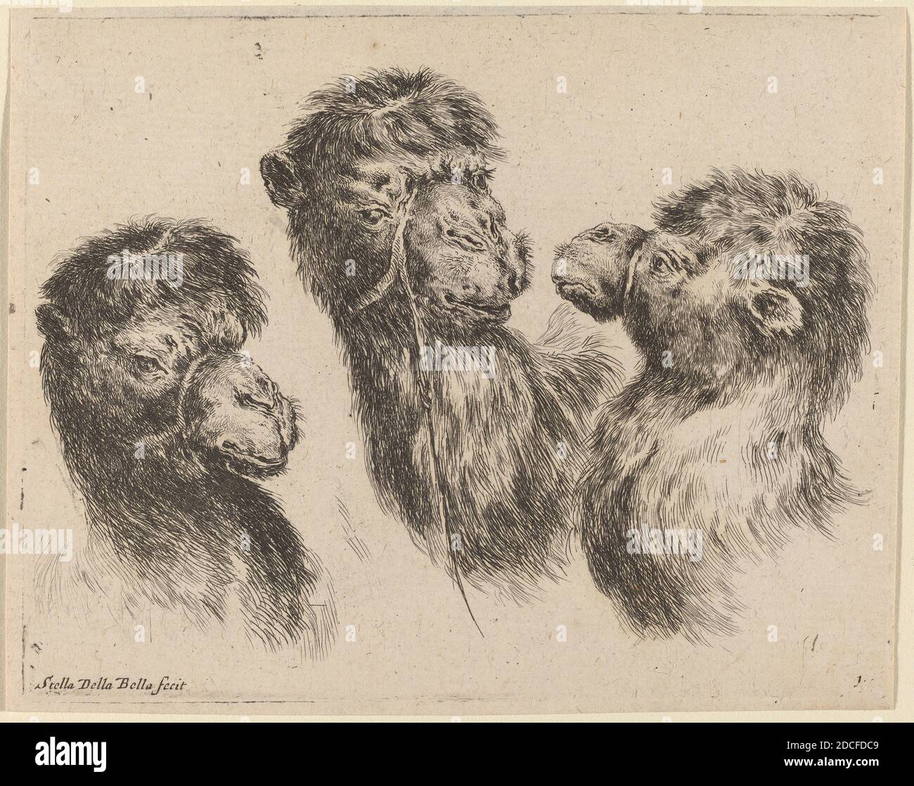 Stefano Della Bella, (artist), Florentine, 1610 - 1664, Three Camel ...
