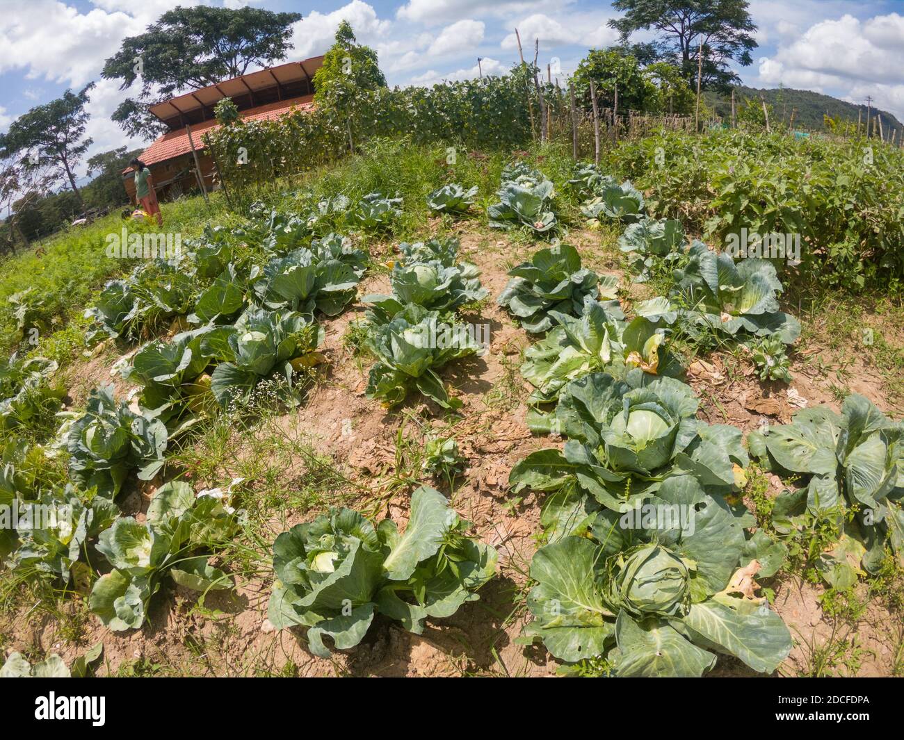 Karnataka farm hi-res stock photography and images - Alamy