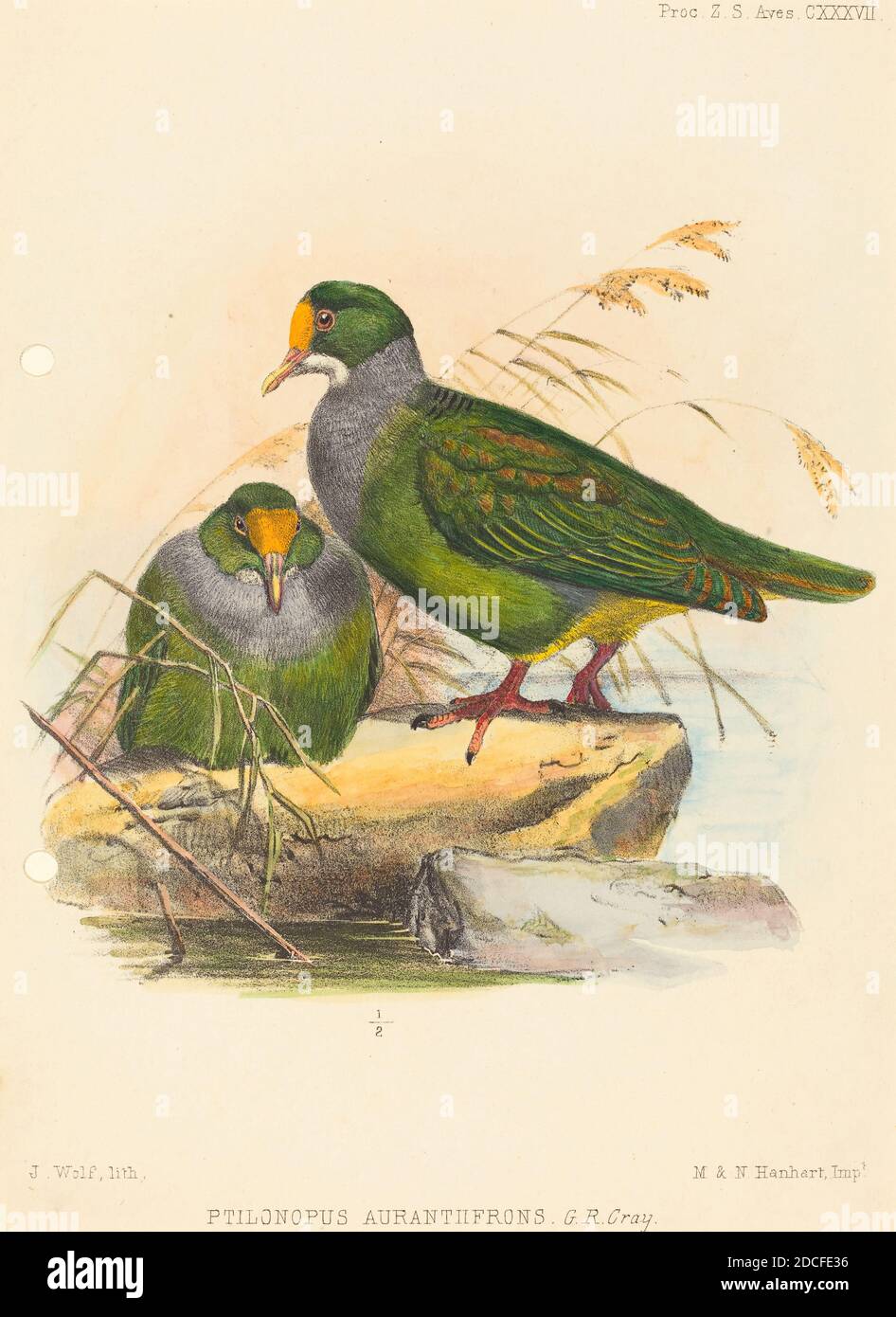 Joseph wolf hi-res stock photography and images - Alamy