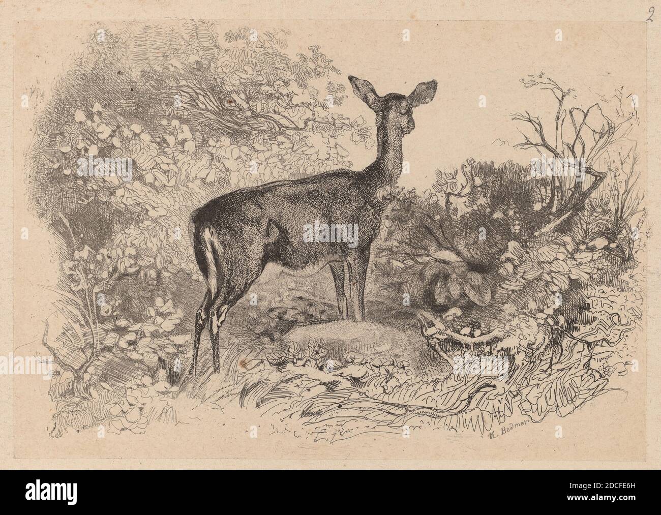 Karl Bodmer, (artist), Swiss, 1809 - 1893, Une biche, etching Stock ...