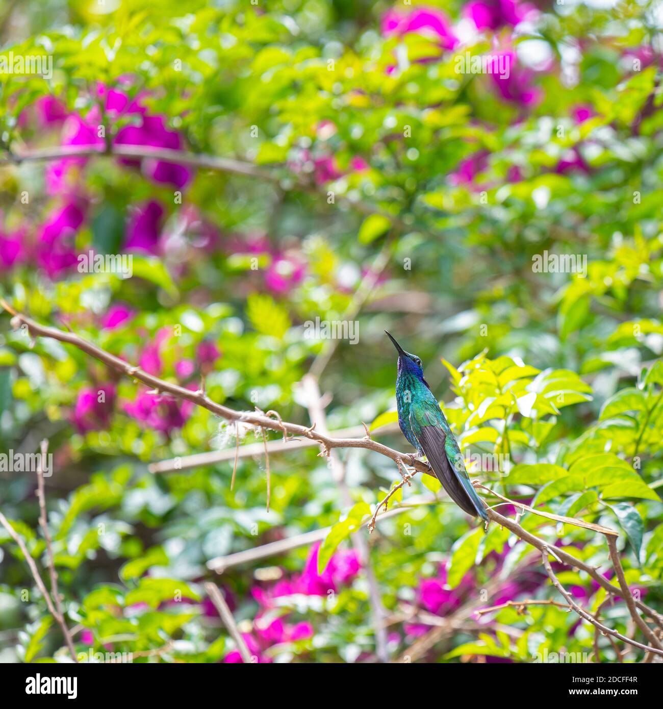 Colibrí colibrí hi-res stock photography and images - Alamy