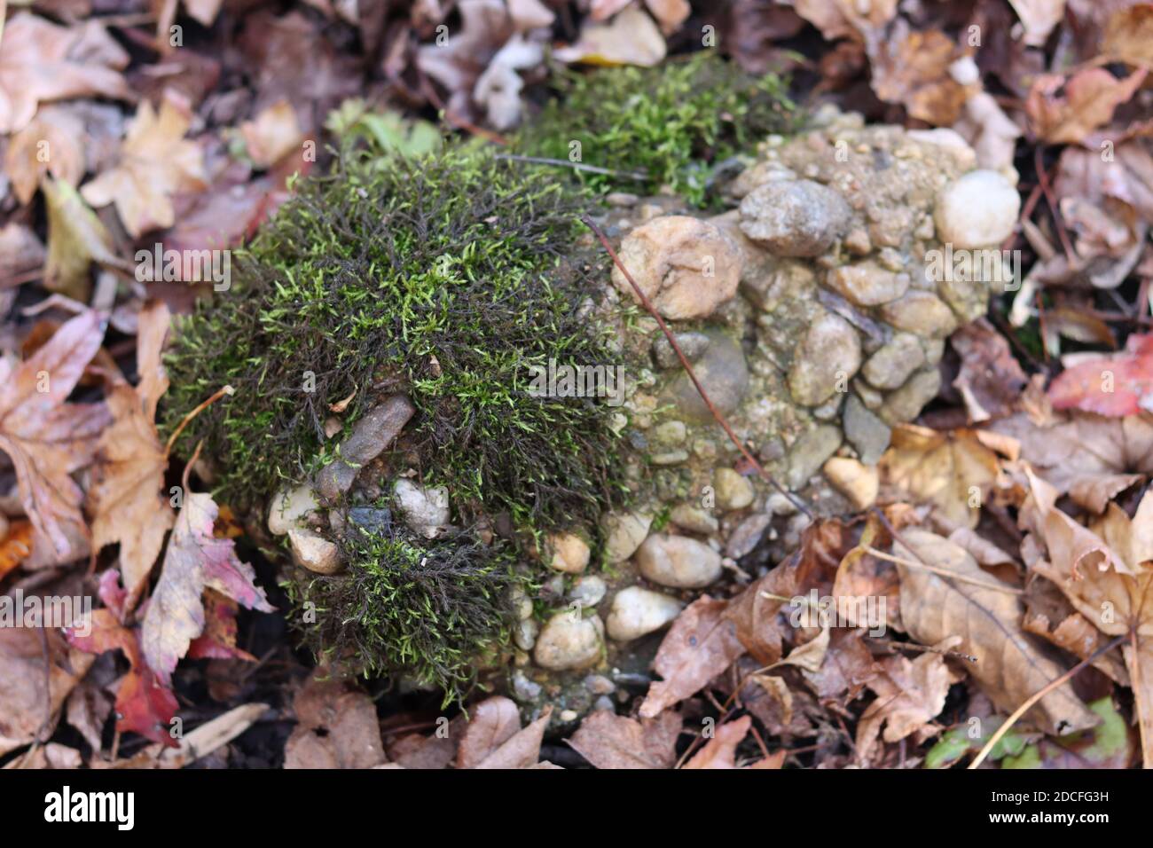A rock covered in moss with leaves Stock Photo - Alamy
