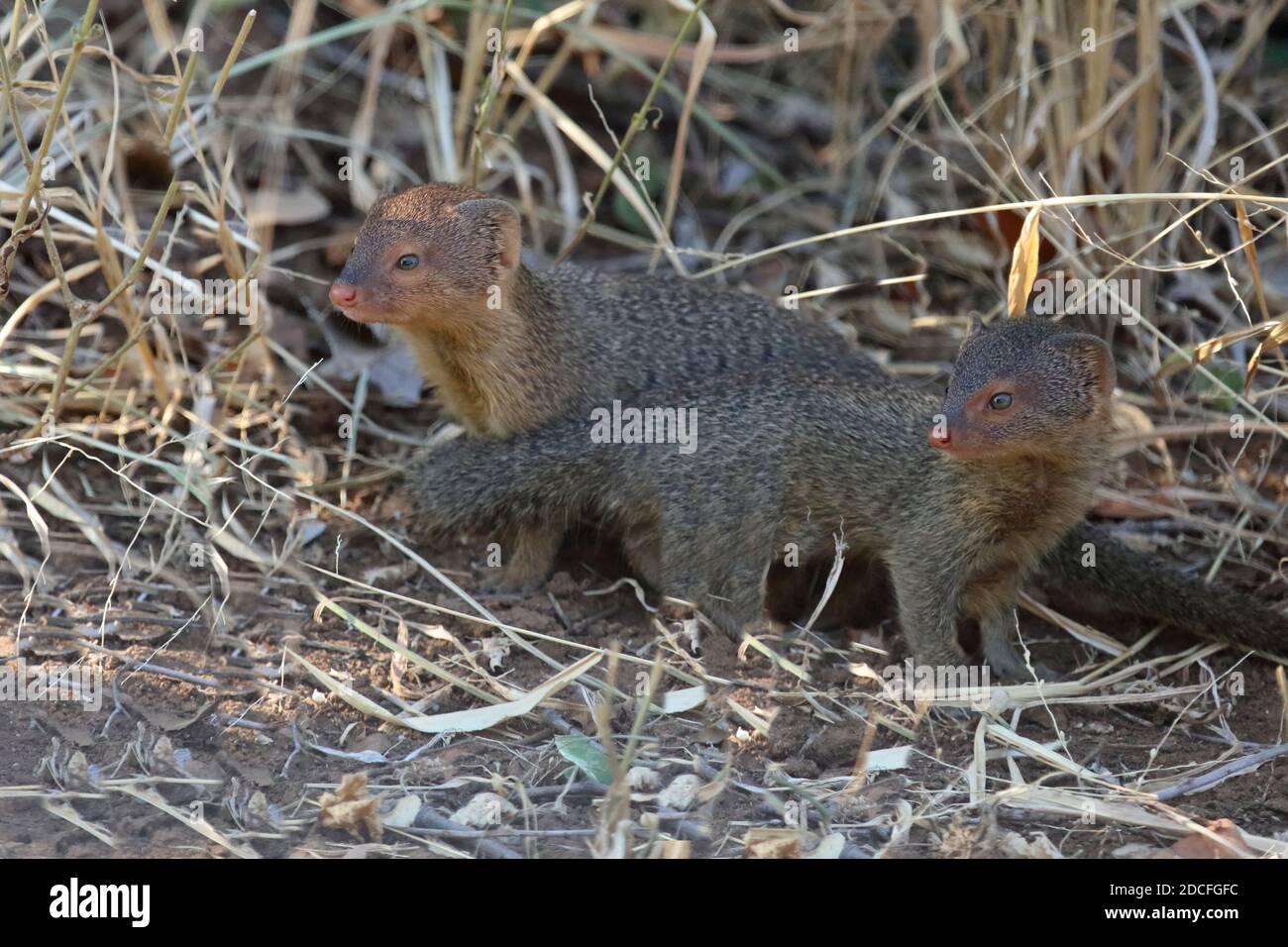 Baby manguste hi-res stock photography and images - Alamy