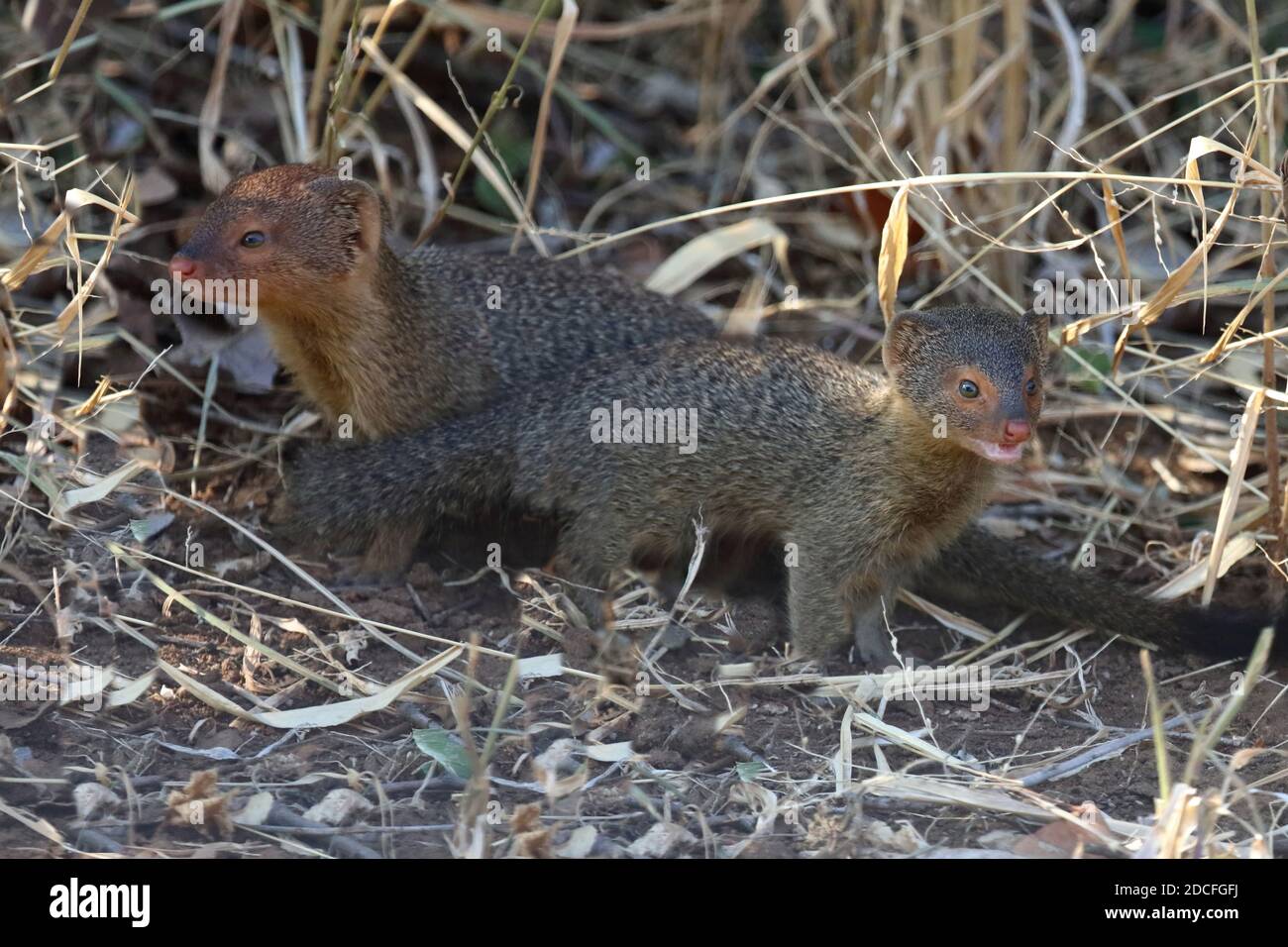 Baby manguste hi-res stock photography and images - Alamy