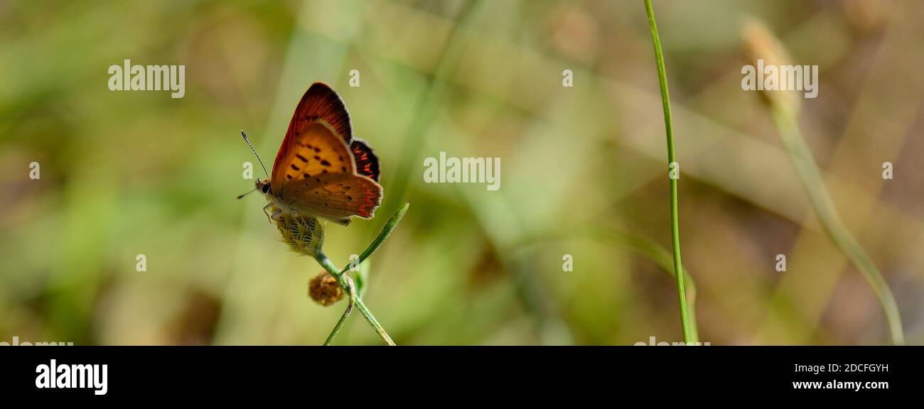 Butterfly Standing on the Edge Stock Photo - Alamy