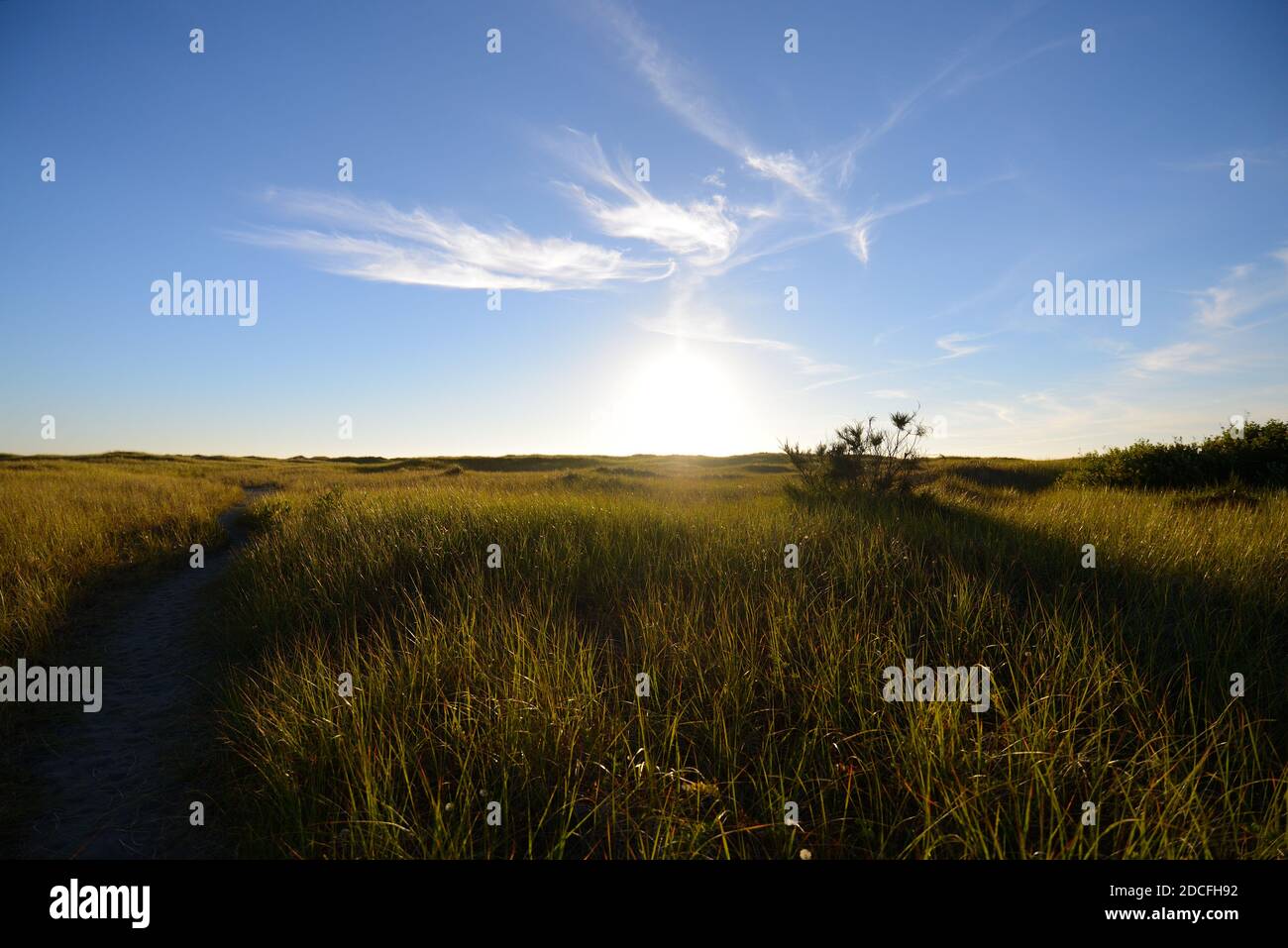 Tall grass field path hi-res stock photography and images - Alamy