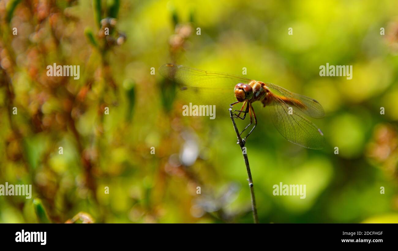 Dragonfly Hanging on a Branch Stock Photo - Alamy