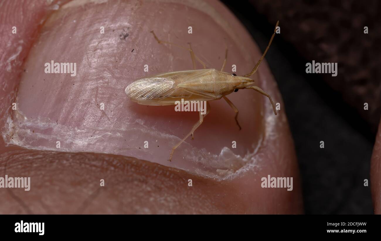 Small Stink Bug of the Genus Mecidea Stock Photo - Alamy