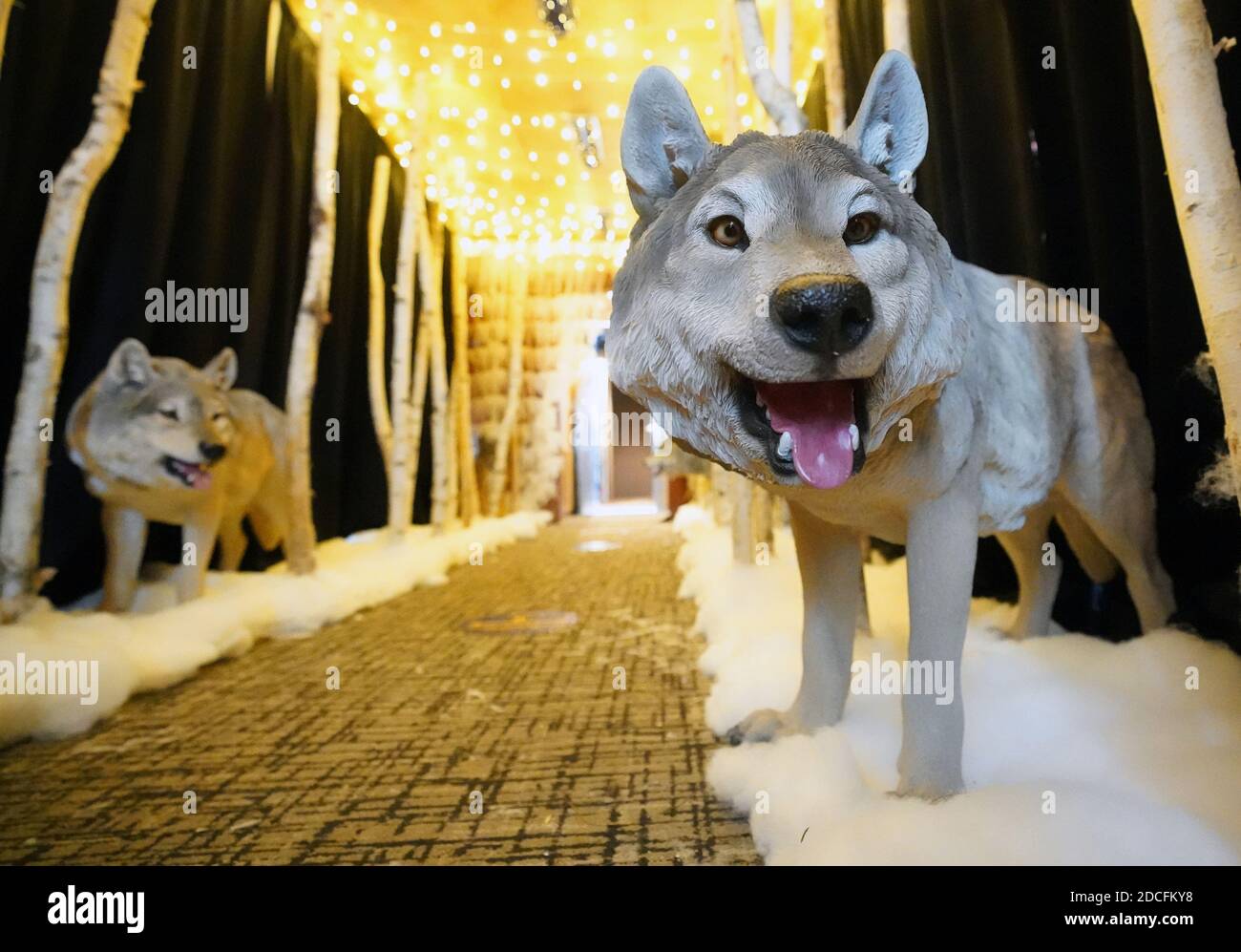 St. Louis, United States. 20th Nov, 2020. Wolves greet passengers ...