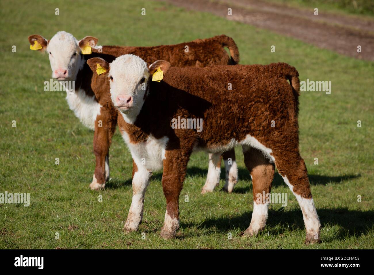 New calves nose to nose hi-res stock photography and images - Alamy