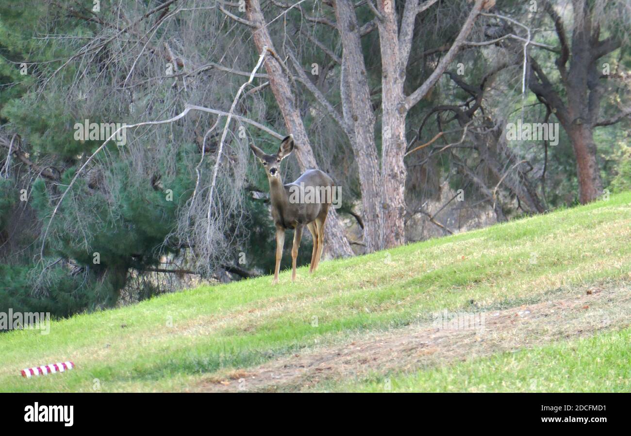 Los Angeles, California, USA 19th November 2020 A general view of ...
