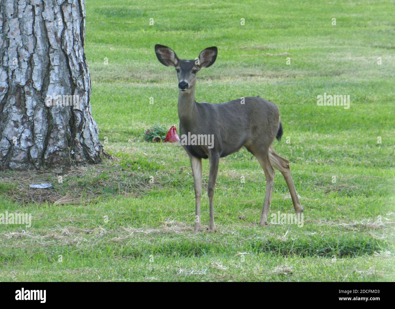 Los Angeles, California, USA 19th November 2020 A general view of ...
