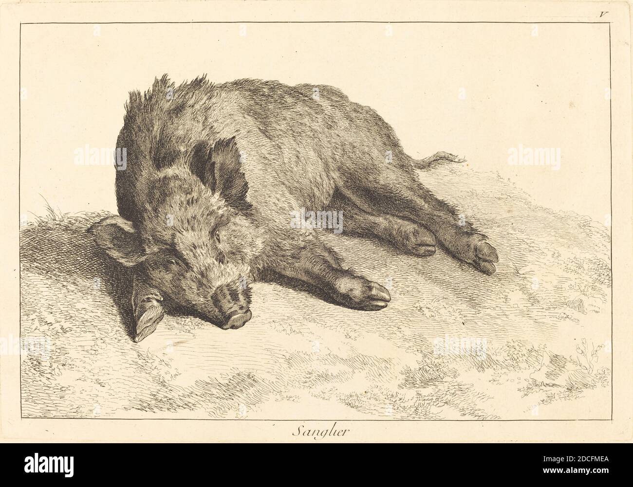 Sanglier de chasse hi-res stock photography and images - Alamy