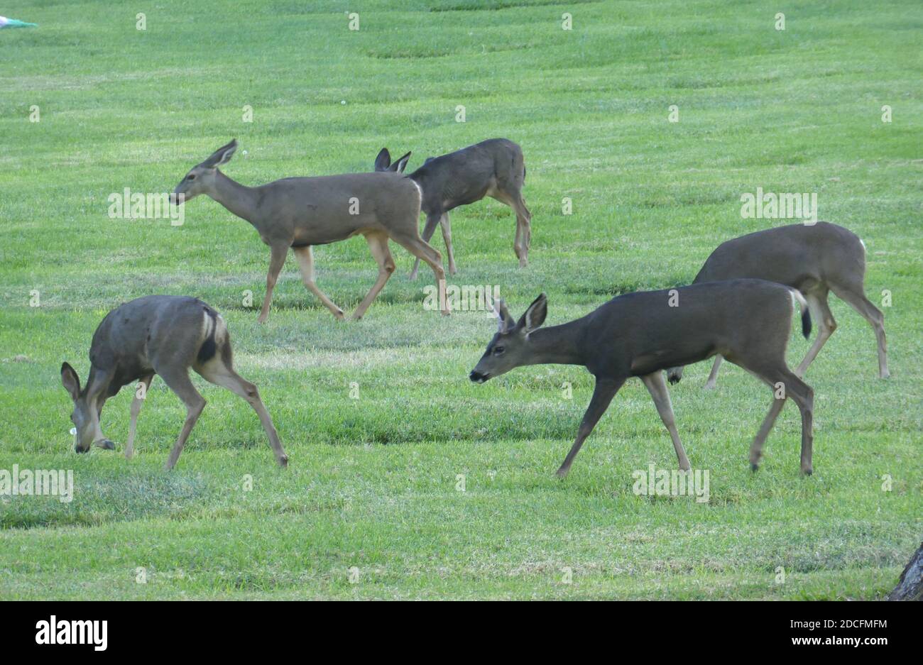 Los Angeles, California, USA 19th November 2020 A general view of ...