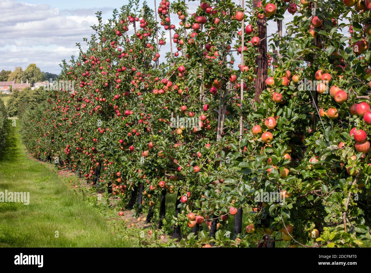 Farms and orchards hi-res stock photography and images - Alamy