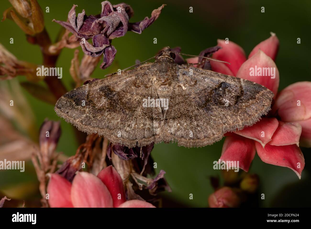 Red underwing moths hi-res stock photography and images - Alamy