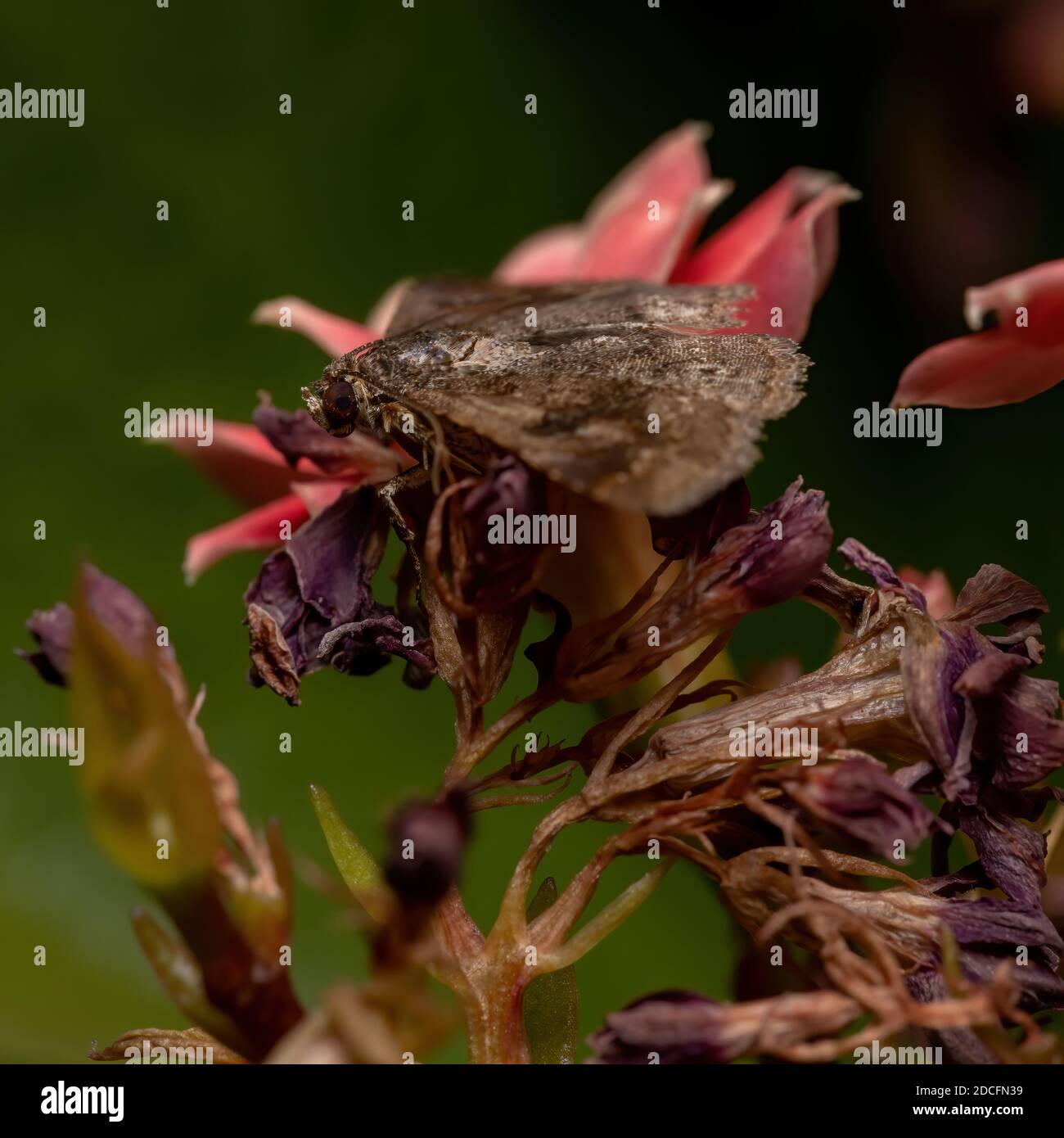 Red underwing moths hi-res stock photography and images - Alamy