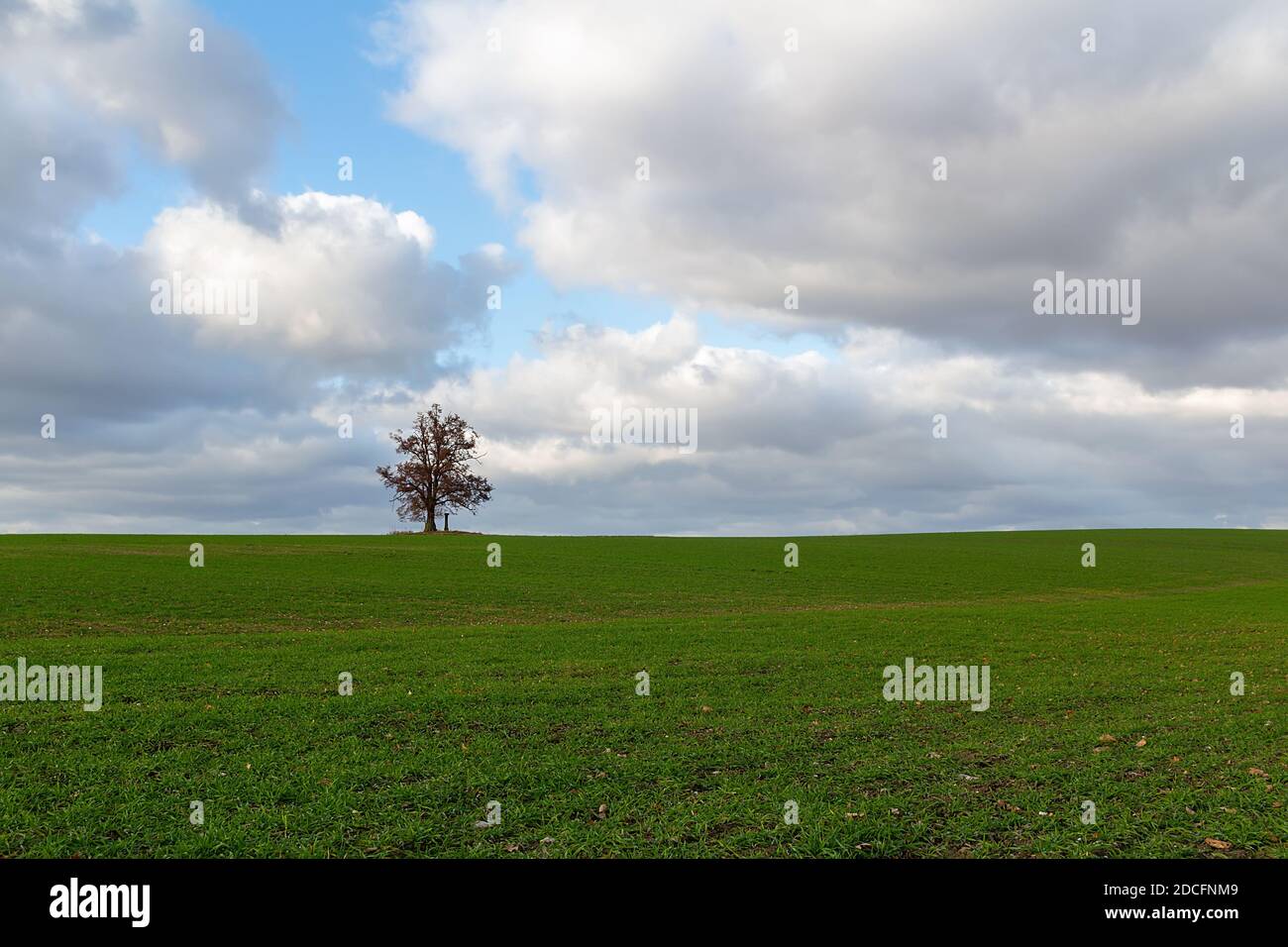 Alone tree agricultural field hi-res stock photography and images - Alamy