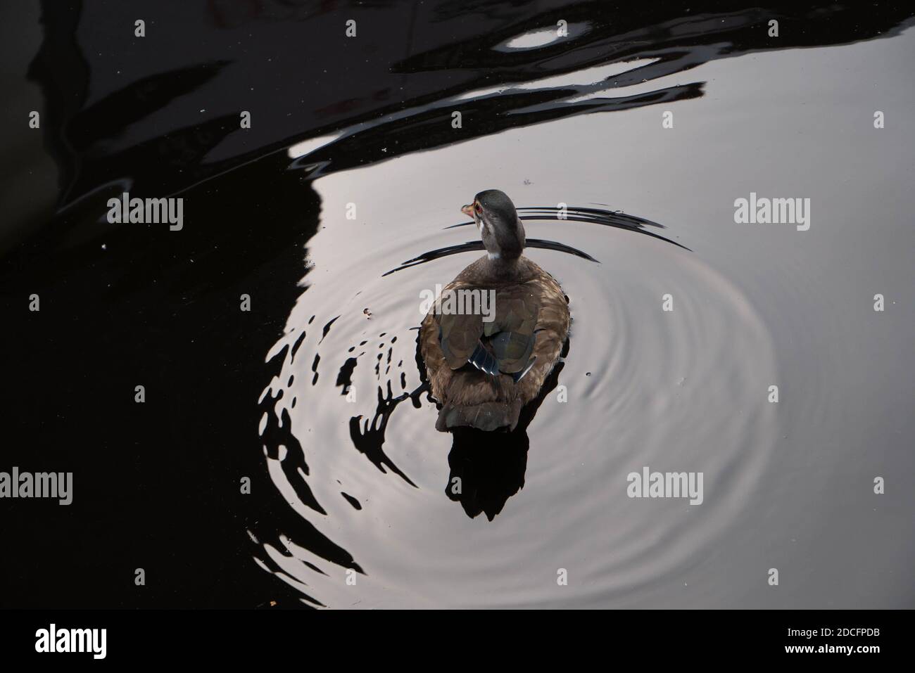 Back view of a duck hi-res stock photography and images - Alamy