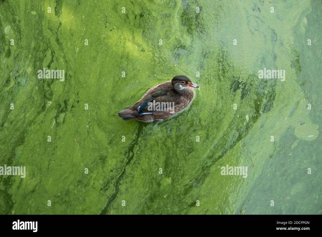 A lone surviving duck swims in dirty water. Pollution of nature ...