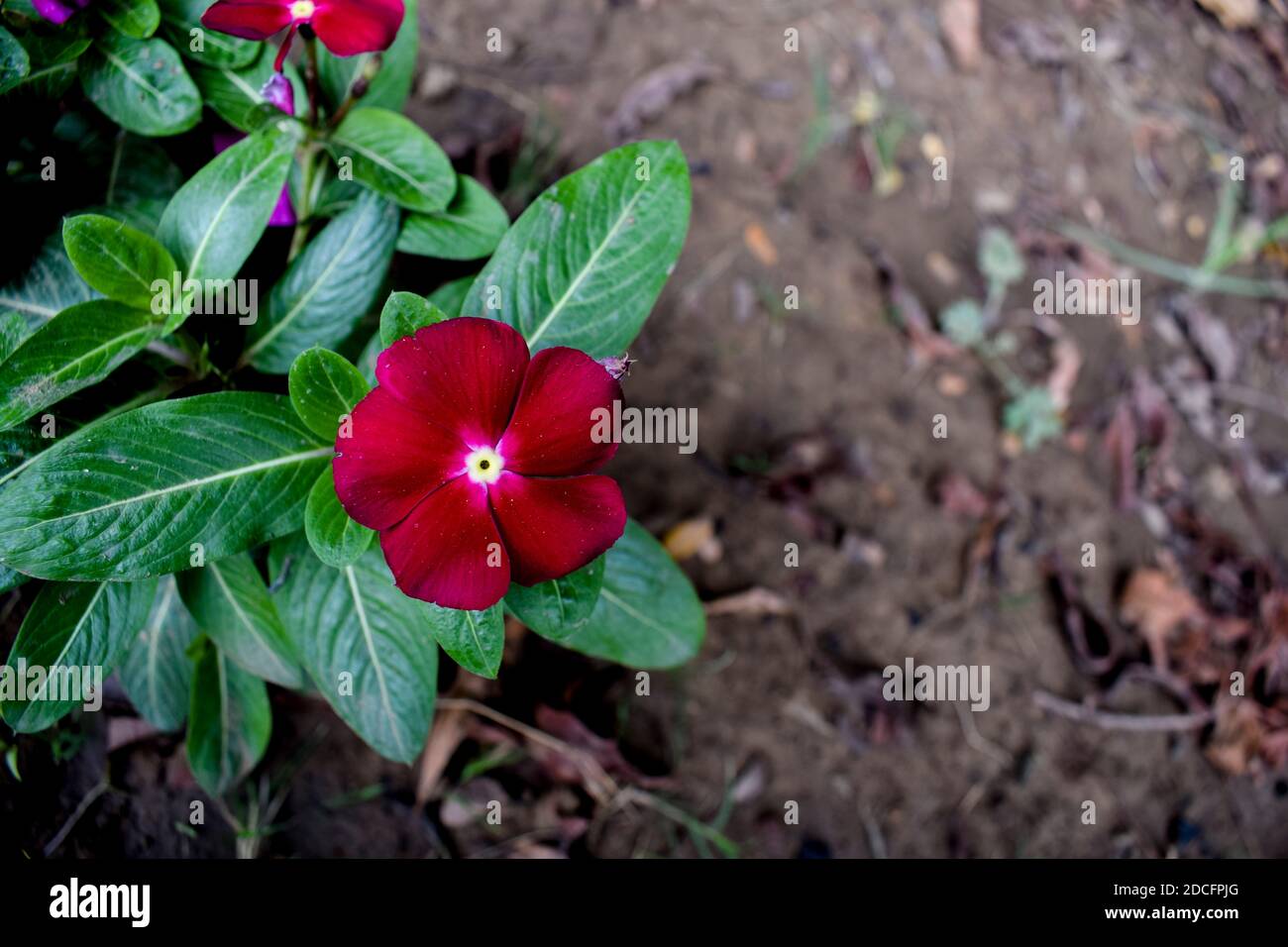 Closeup of bright maroon periwinkle flower plant with white center with ...