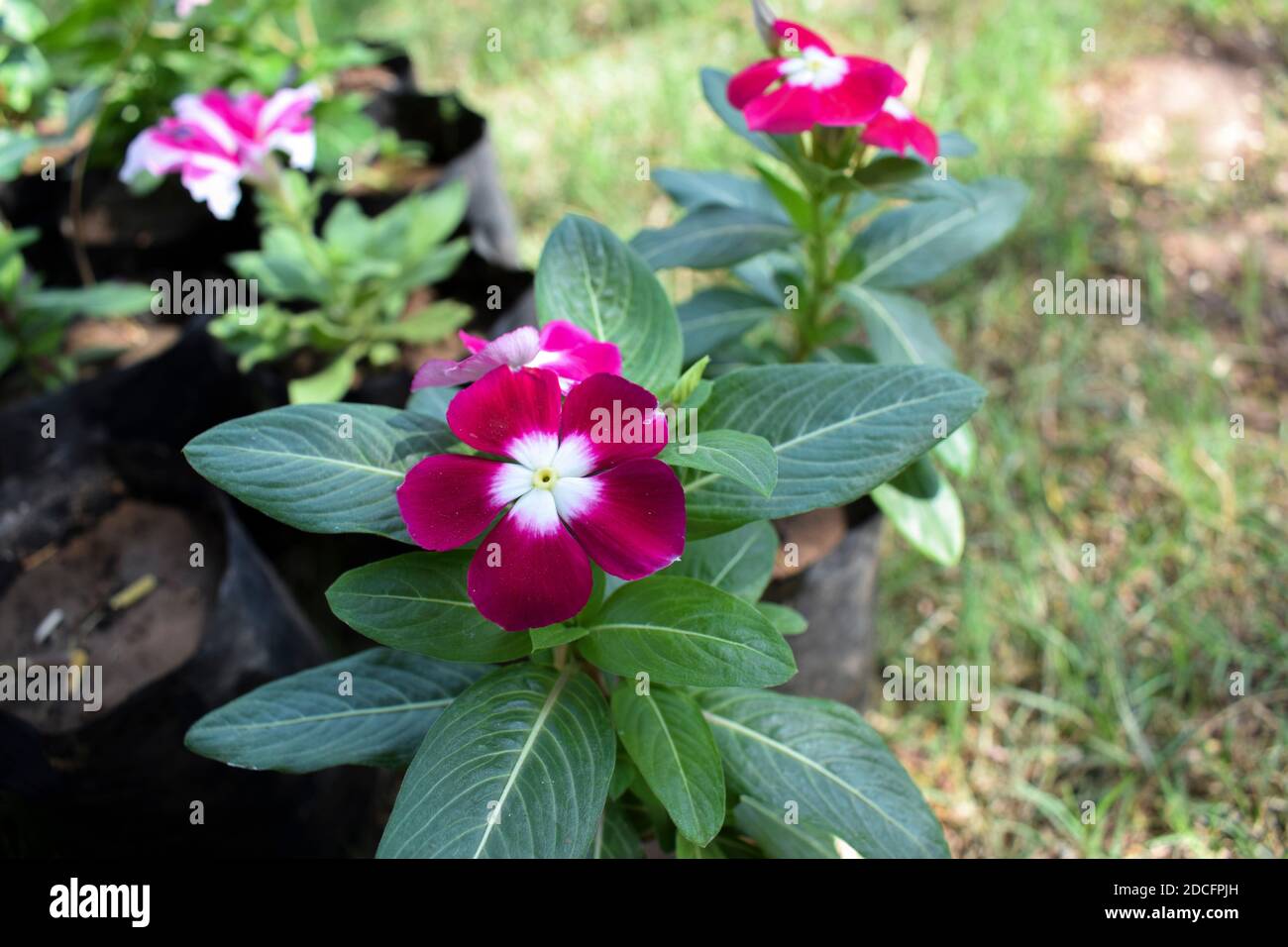 Two colored shaded White and magenta dual color Vinca or Periwinkle ...
