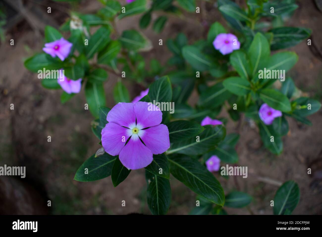 Indian Periwinkle High Resolution Stock Photography and Images - Alamy