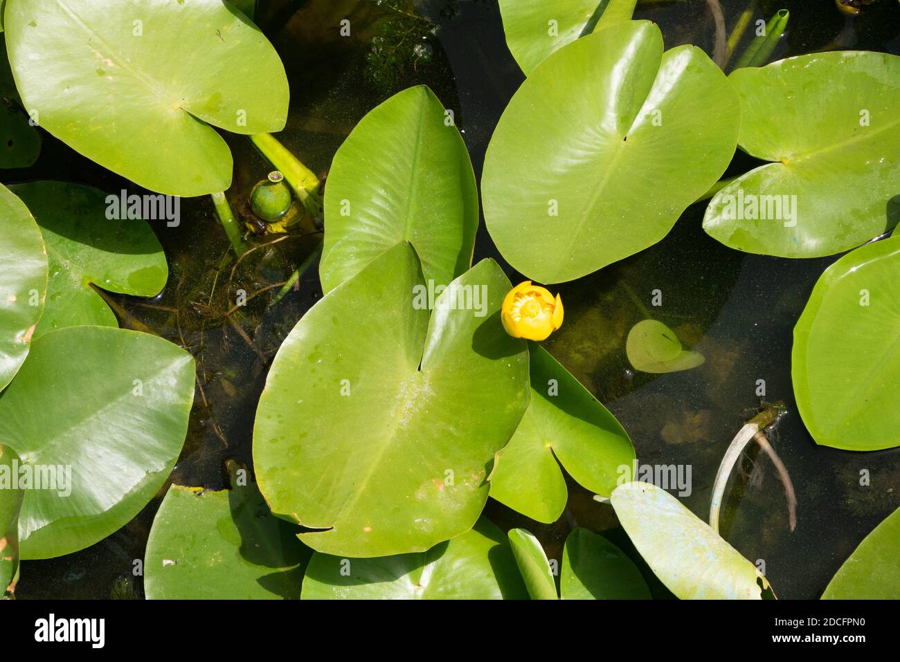 Water lily top view from above Stock Photo - Alamy