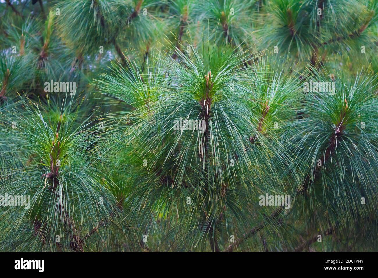 Pine tree at Shillong View Point, Laitkor Peak shillong meghalaya india ...
