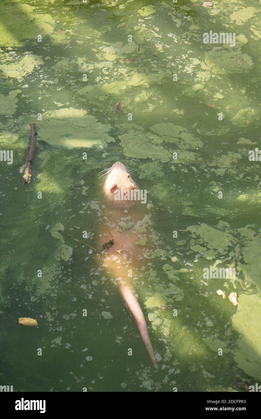 Rear view of an animal nutria. The head and the bald long tail of the ...