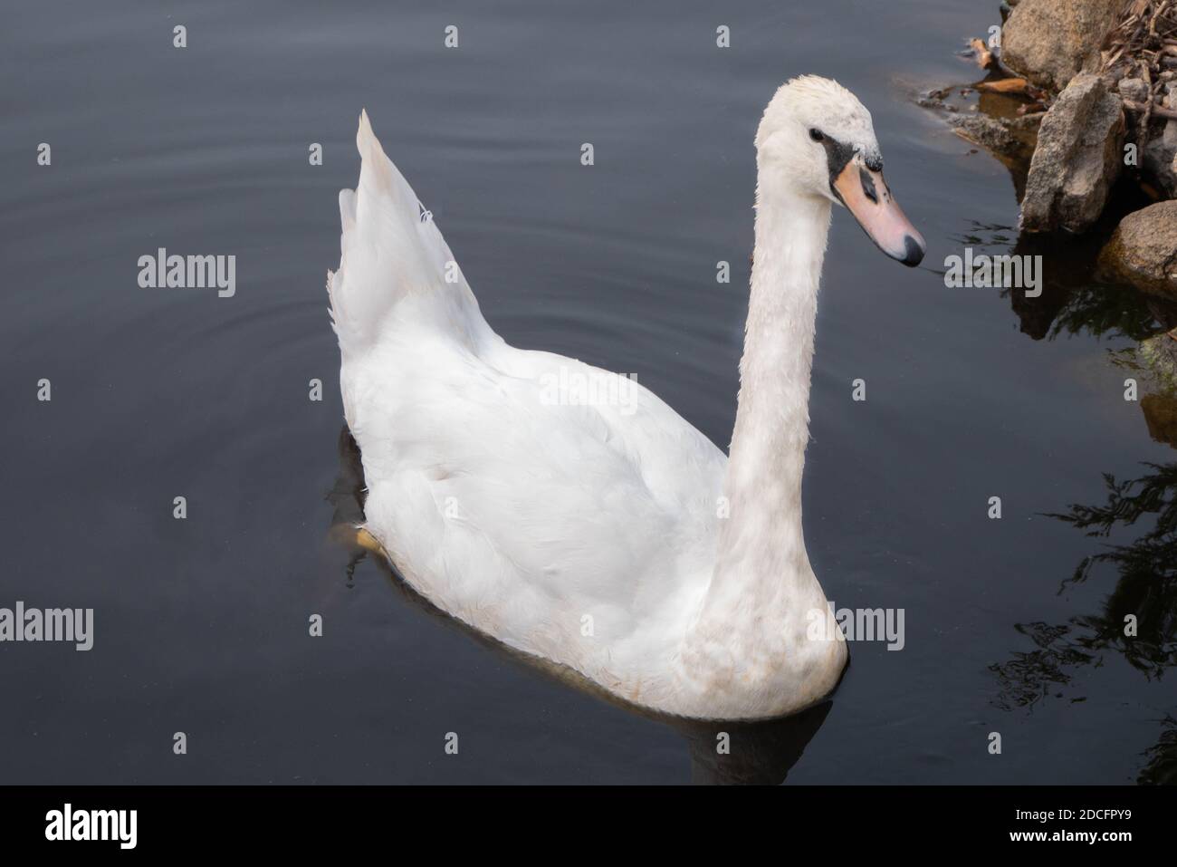 A snow-white swan swims in the water. Close view. A piece of stone ...
