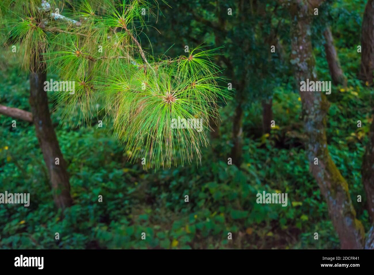 Shillong hill station hi-res stock photography and images - Alamy