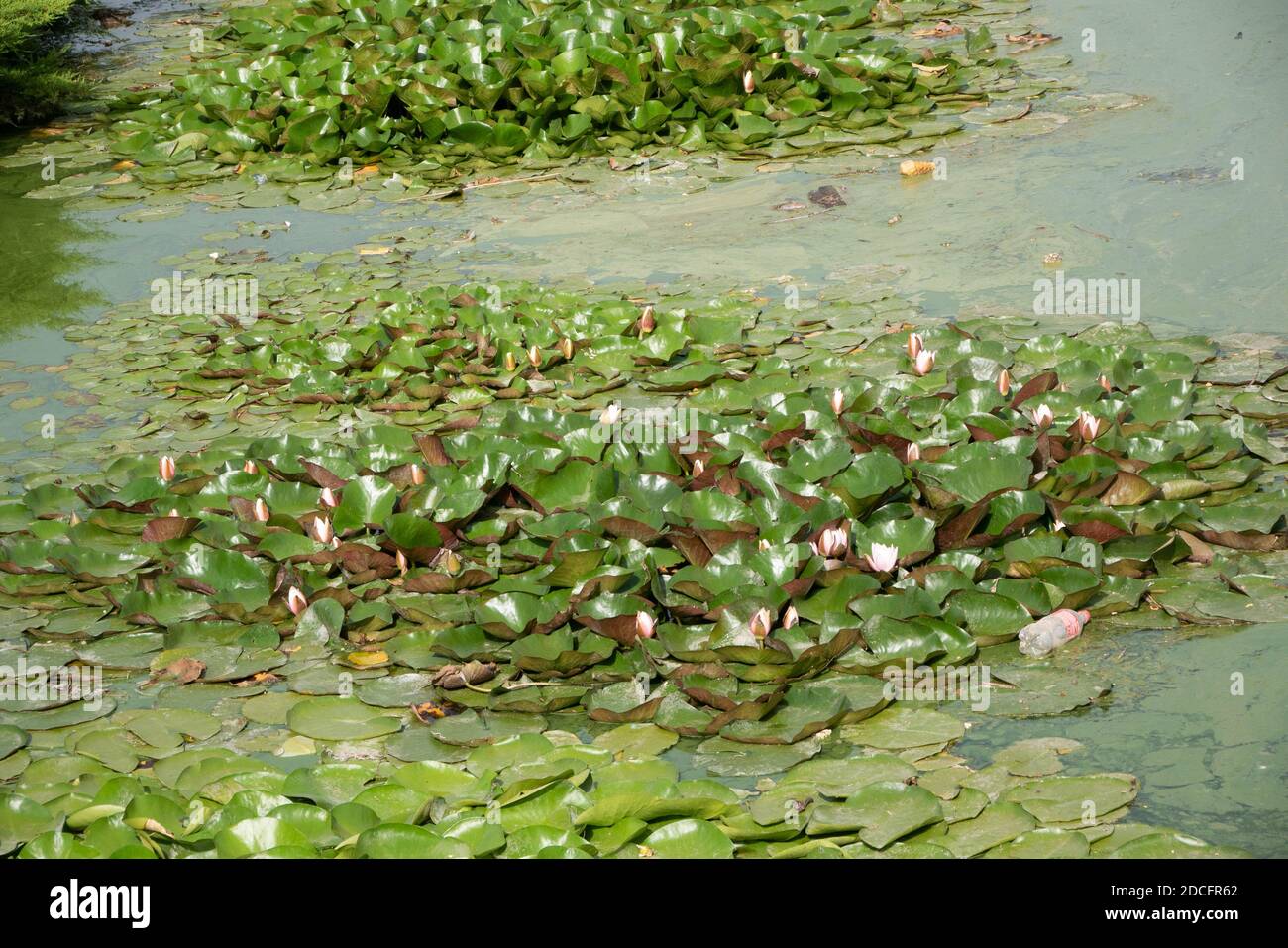 Close-up view of an islet of lotus plants. Aquatic plants. Water ...