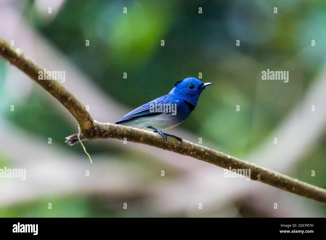 The black-naped monarch or black-naped blue flycatcher Stock Photo - Alamy