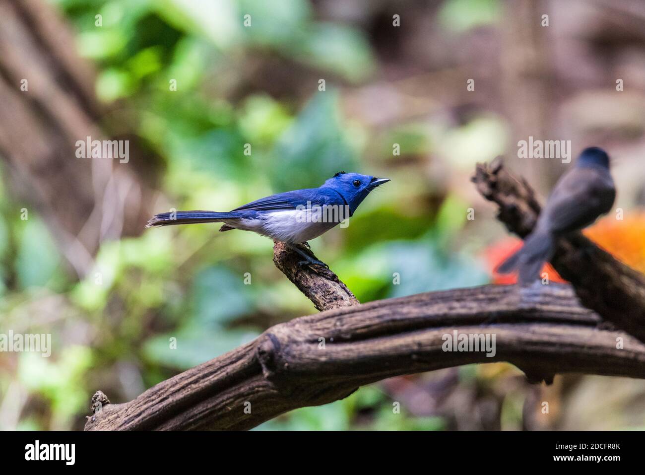 The black-naped monarch or black-naped blue flycatcher Stock Photo - Alamy